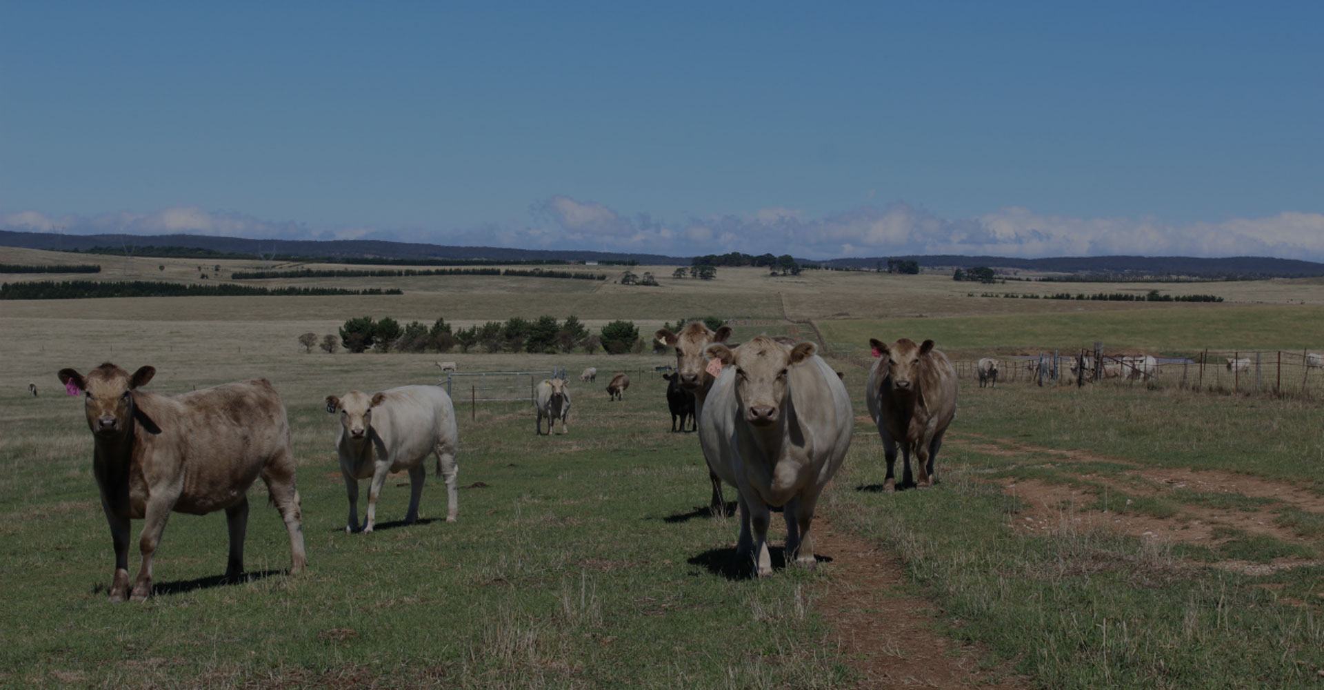 Woolaringa Meats - Goulburn